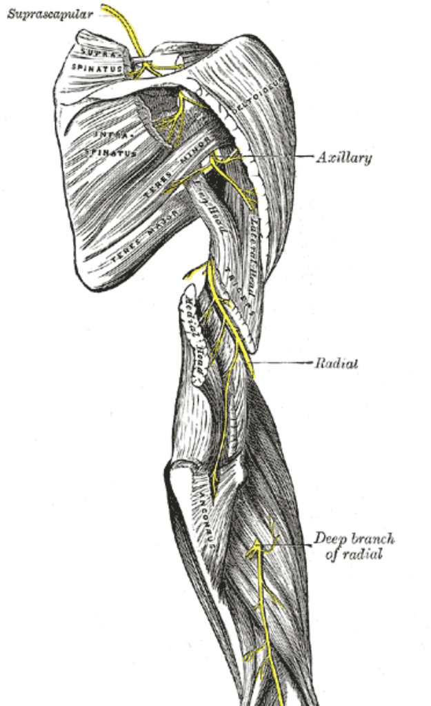 Cambridge Orthopaedics - UK